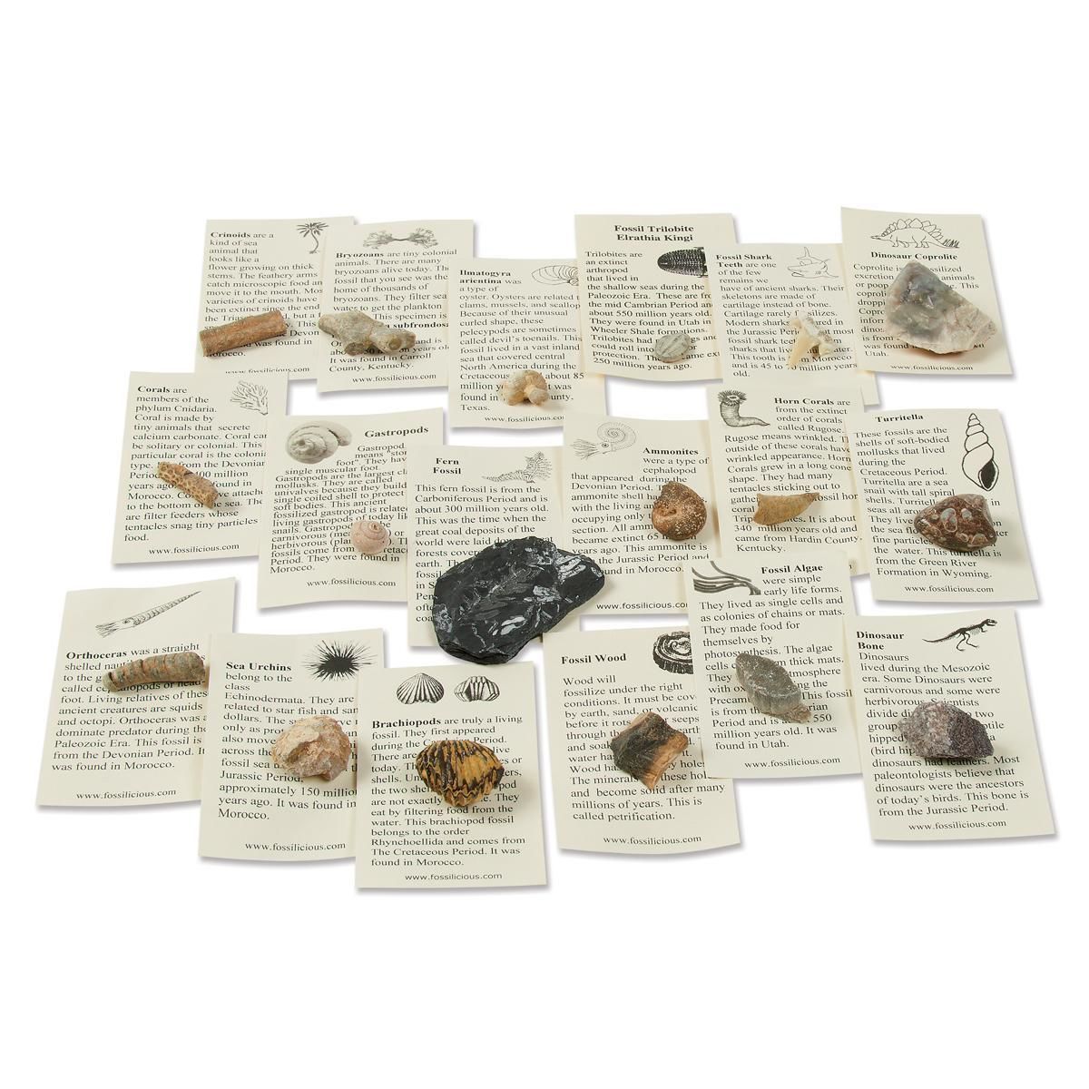 Timeline of Life Fossil Collection - Montessori Services