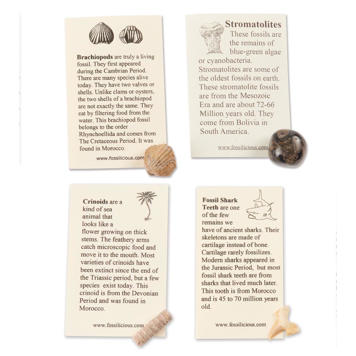 Timeline of Life Fossil Collection - Montessori Services