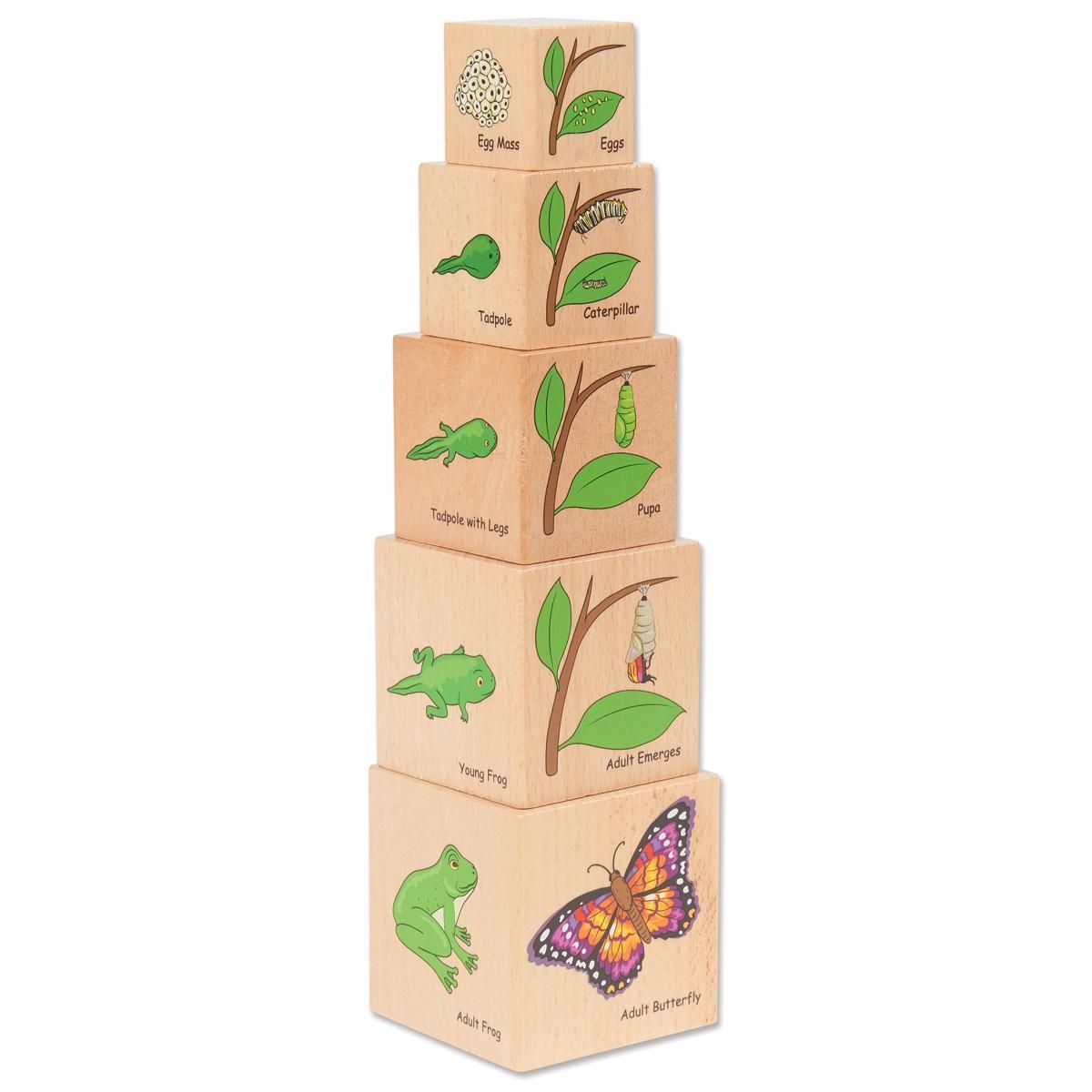Life Cycle Blocks - For Small Hands