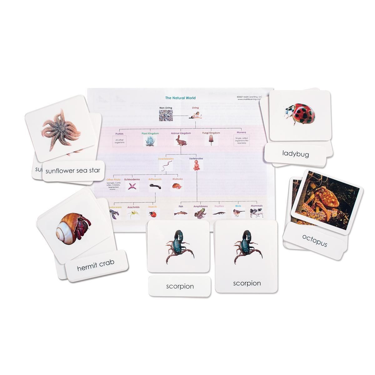 Invertebrates Classification "Starter" Set - Montessori Services