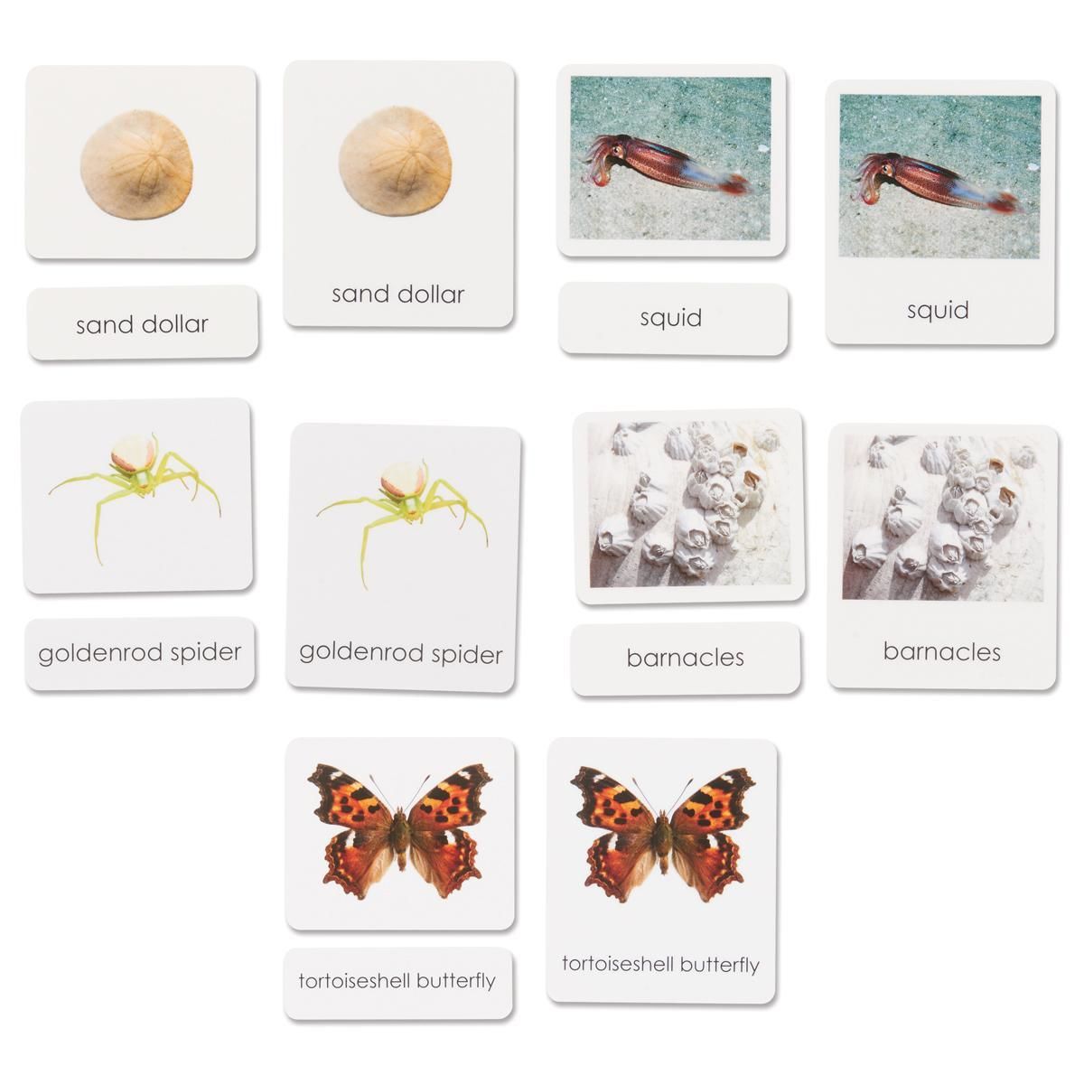 Invertebrates Classification "Starter" Set - Montessori Services