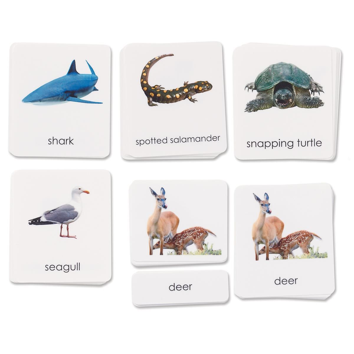 Vertebrates Classification Starter Set - Laminated - Montessori Services