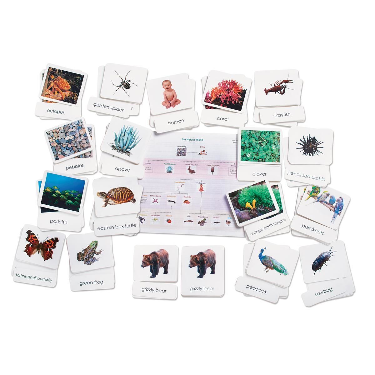Complete Zoology / Natural World Classification Set - Montessori Services