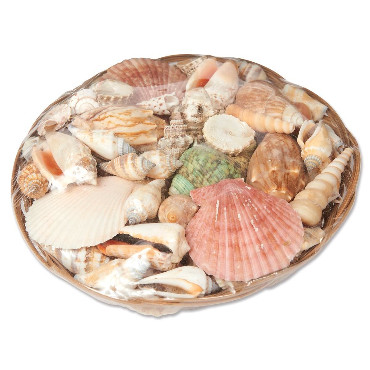 Shell Assortment in Basket - For Small Hands
