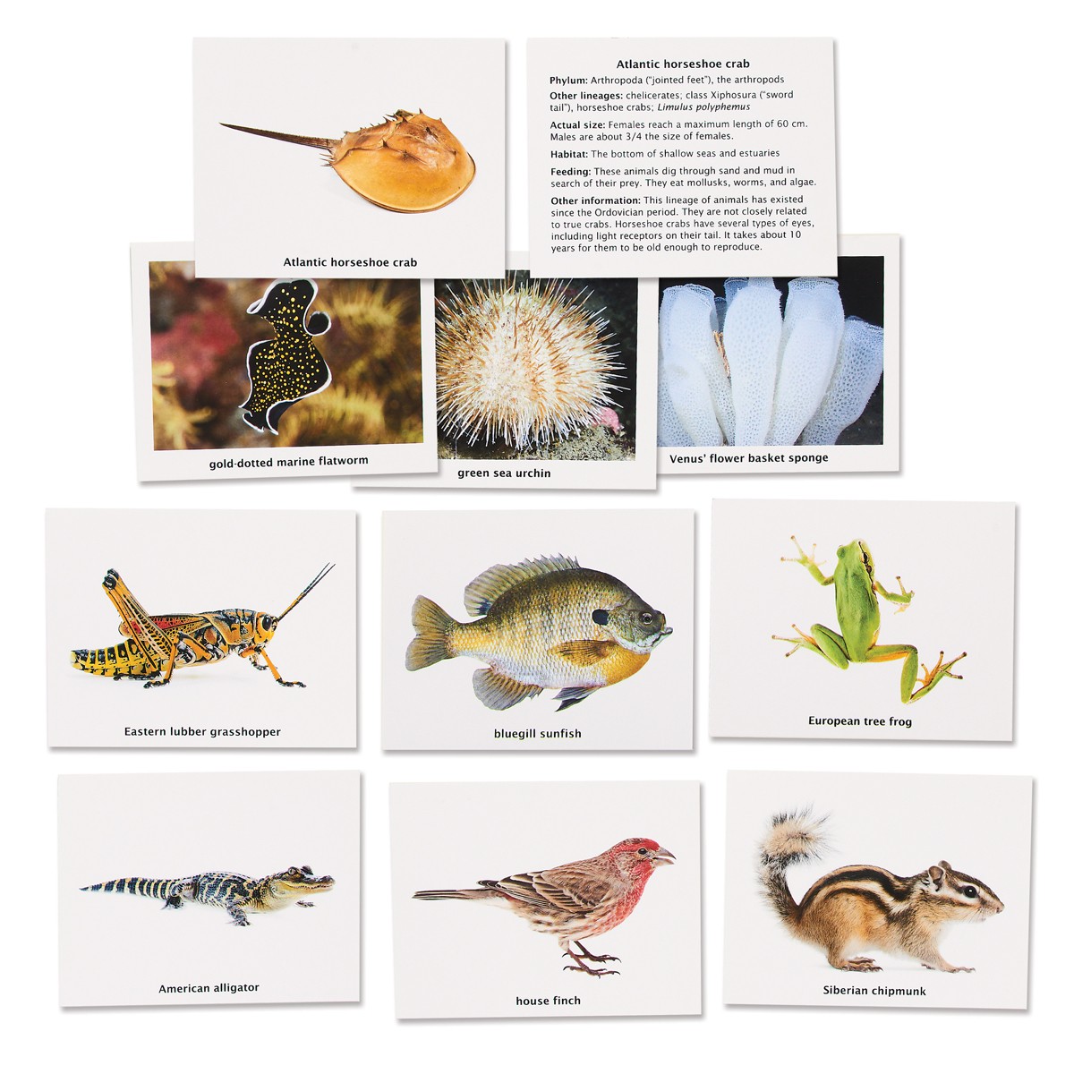 Major Phyla of the Animal Kingdom Cards - Montessori Services
