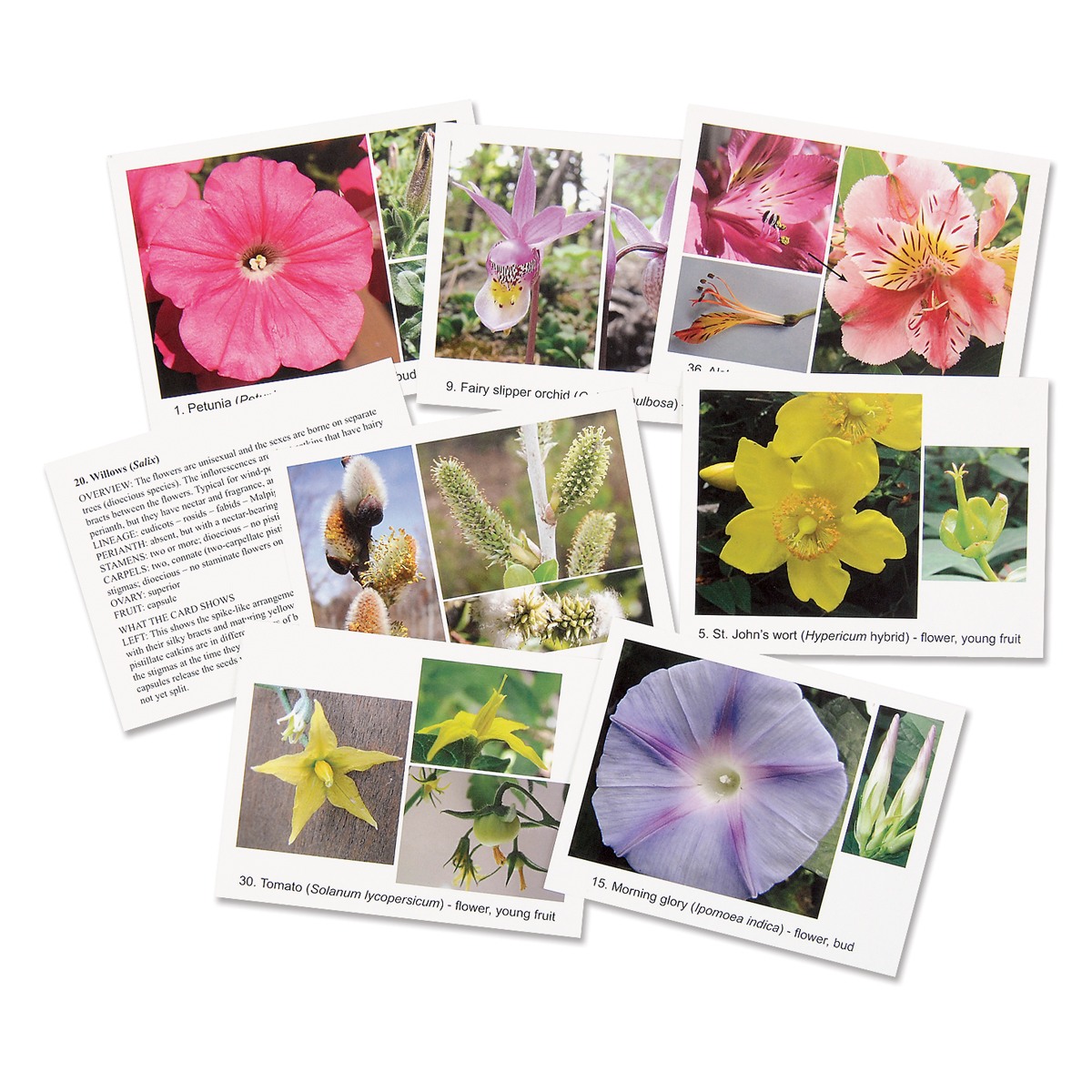 Flower Cards for Study & Sorting - Montessori Services