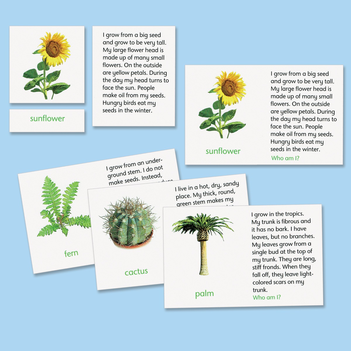 Plants "Who am I?" - Montessori Services