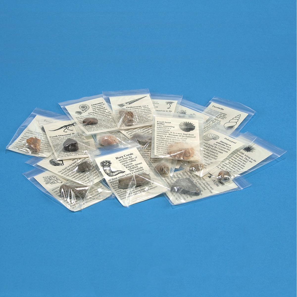 Timeline of Life Fossil Collection - Montessori Services