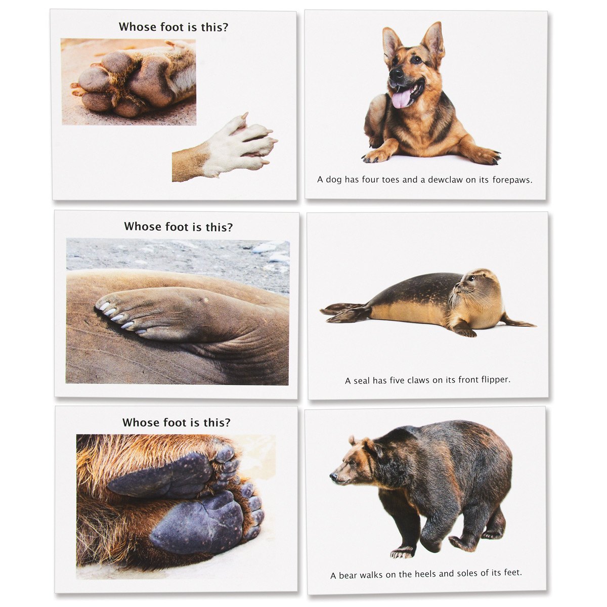 Whose Foot is This? - Montessori Services