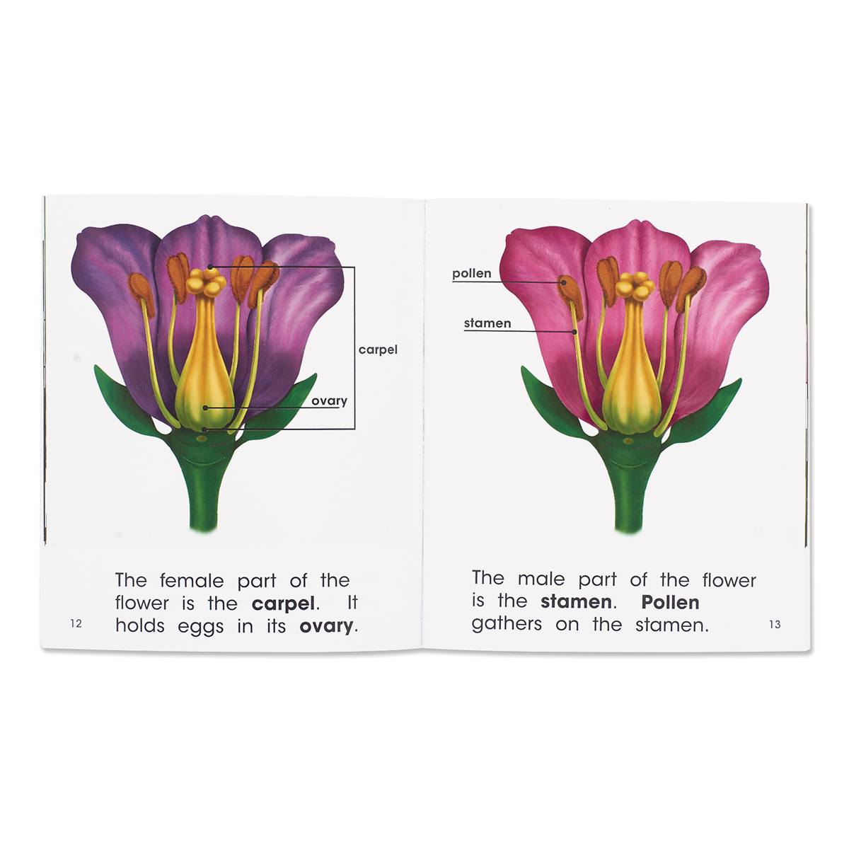 Parts of a Flower - Montessori Services