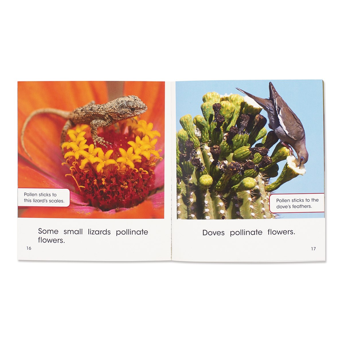 Pollination Set - Montessori Services