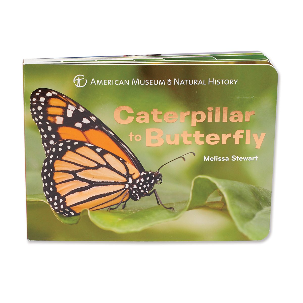 Caterpillar to Butterfly - For Small Hands
