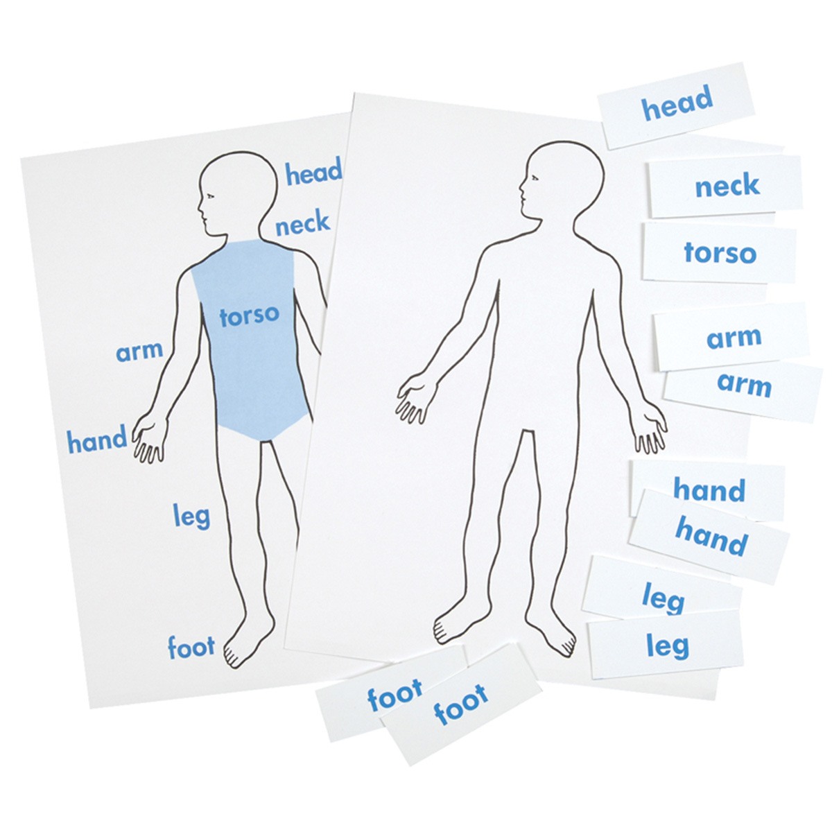 Exterior Body Parts For Small Hands Exterior Body Parts For Small Hands