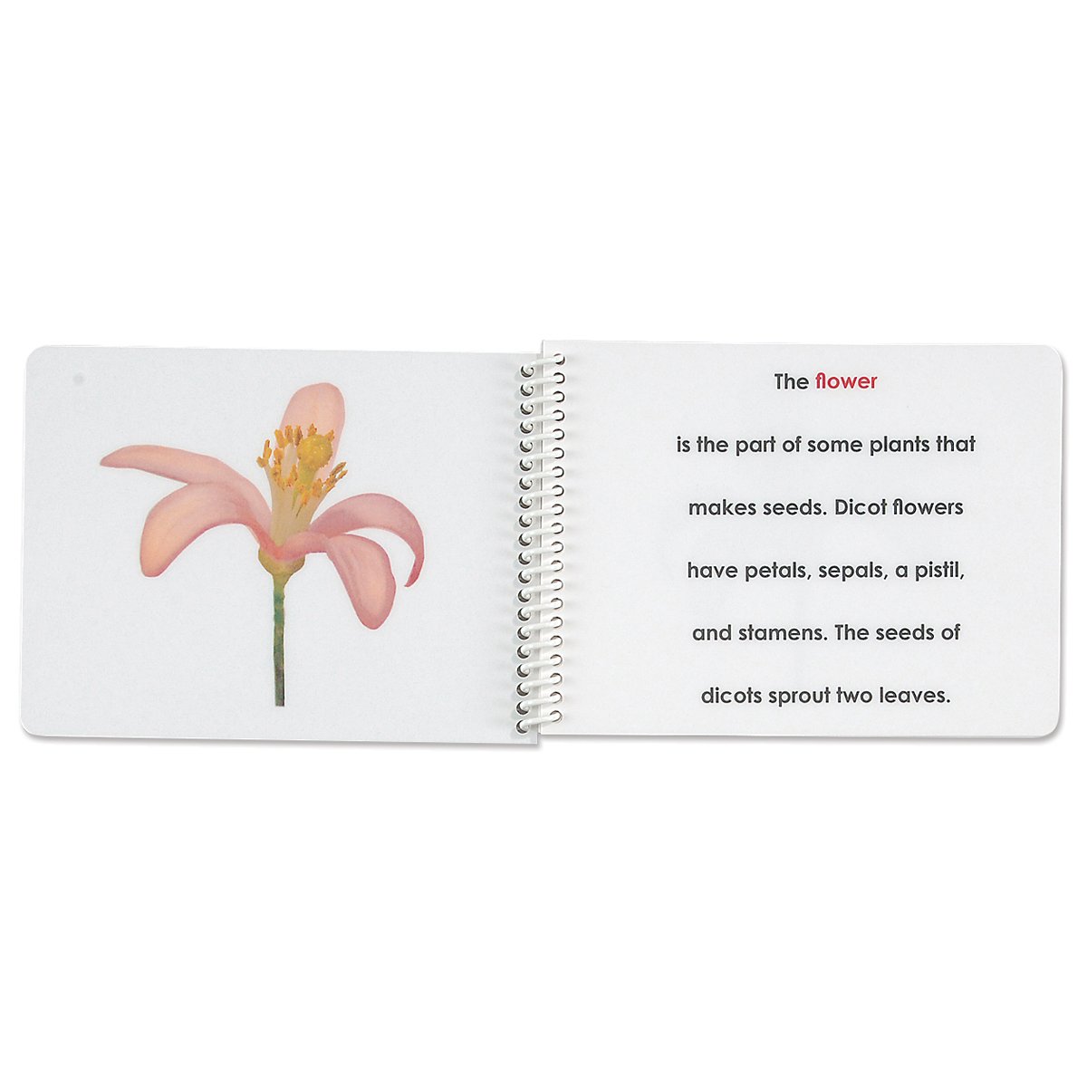 Parts of a Flower (Dicot) Booklet - Montessori Services