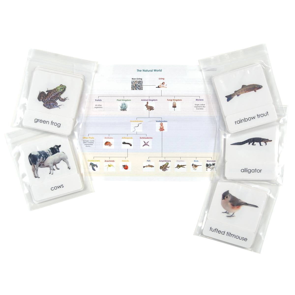 Vertebrates Classification Starter Set - Laminated - Montessori Services