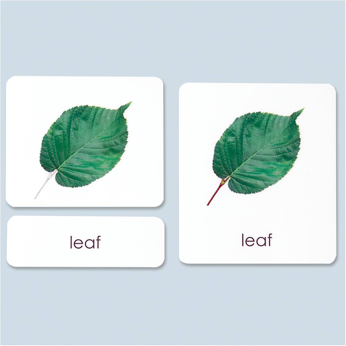 Parts of Leaf Photo Cards - Montessori Services