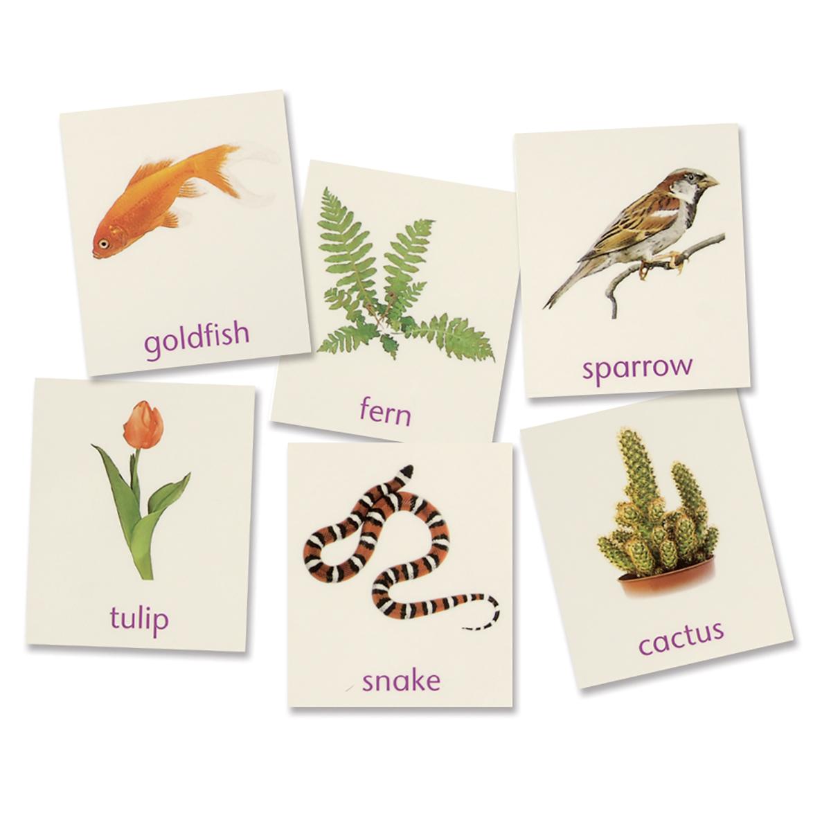 Plant / Animal Classification - Montessori Services