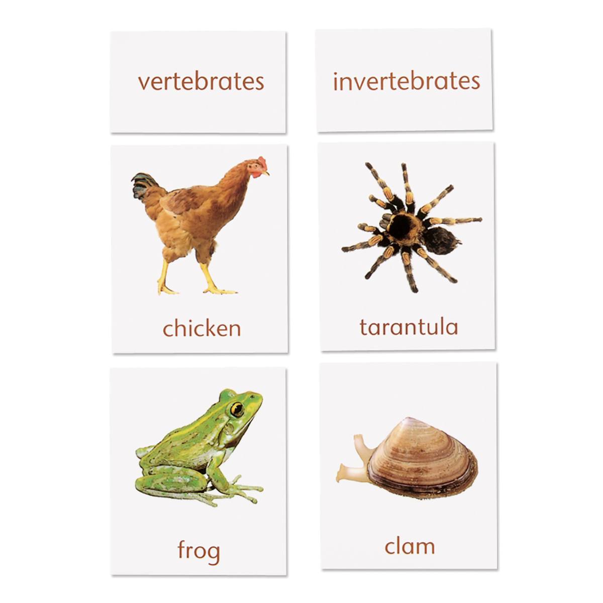 Vertebrate / Invertebrate Classification Cards - Montessori Services