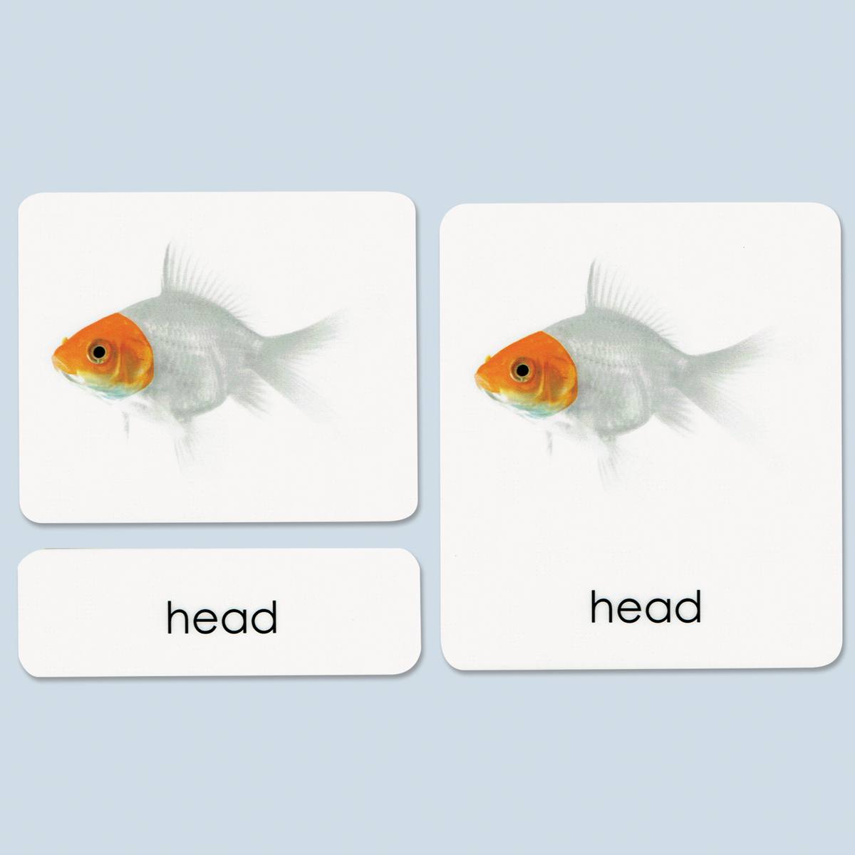 Parts of the Fish Photo Cards - Montessori Services