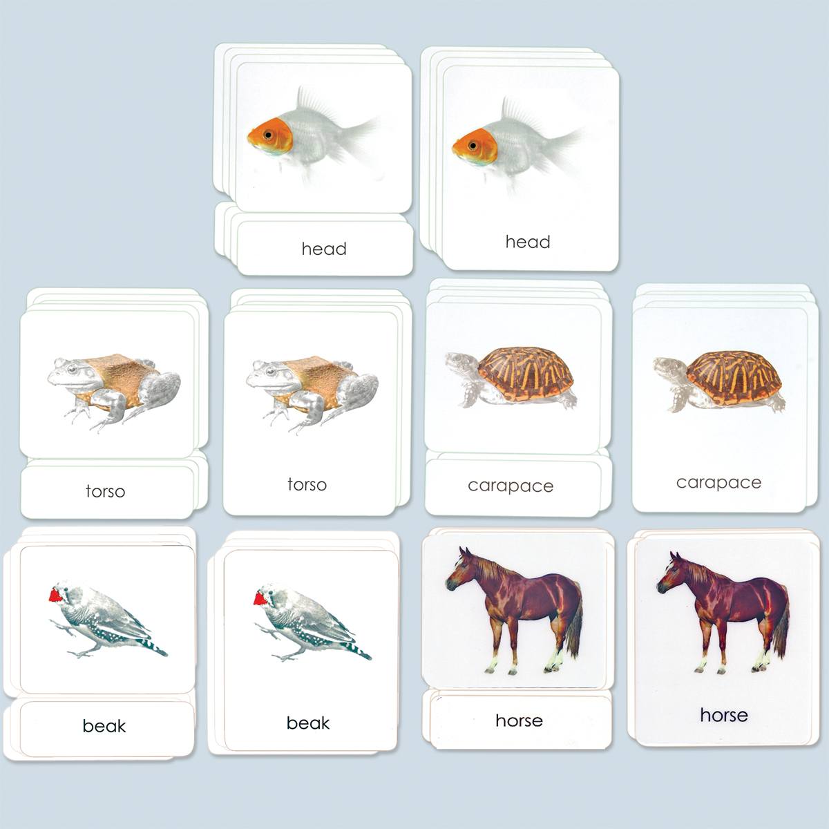 Set of All Five Parts of the Vertebrates Photo Cards - Lam ...