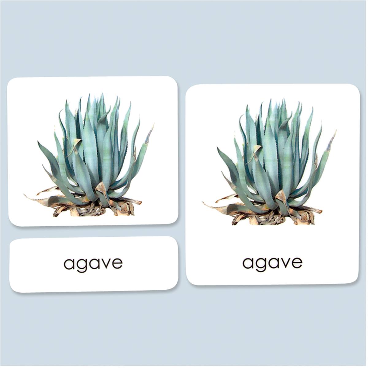 Plants - Laminated - Montessori Services