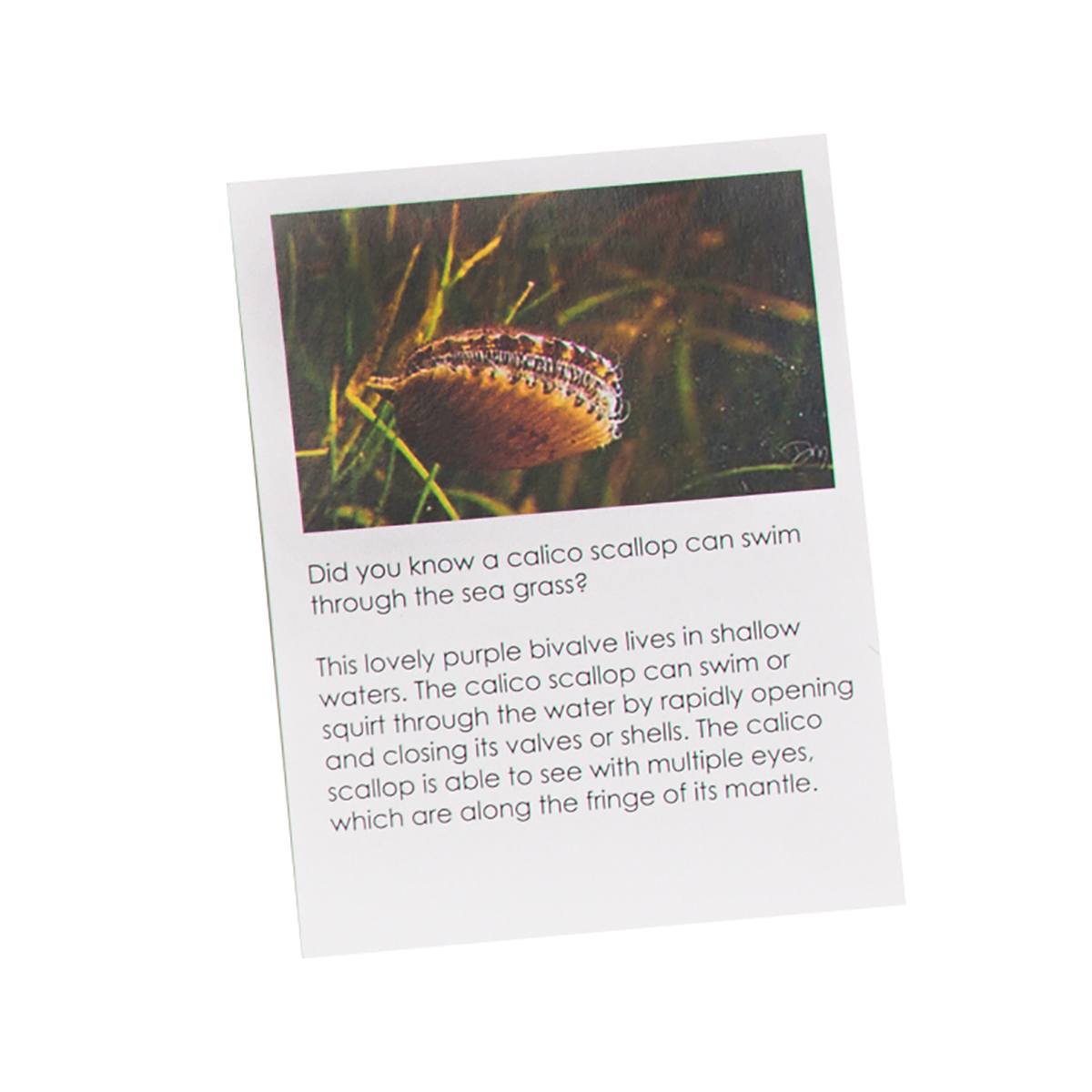 Shells with Matching Cards - Montessori Services