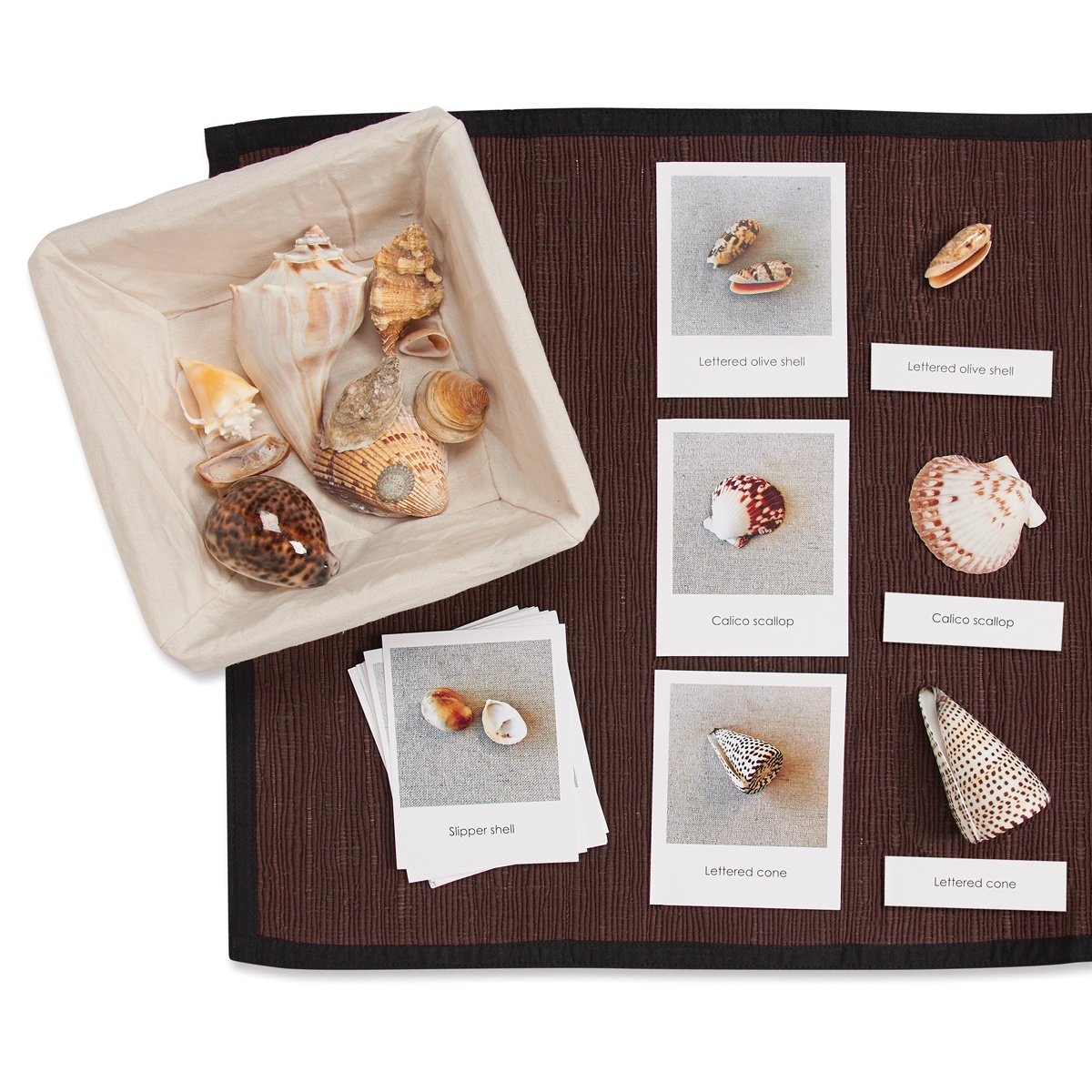 Shells with Matching Cards - Montessori Services