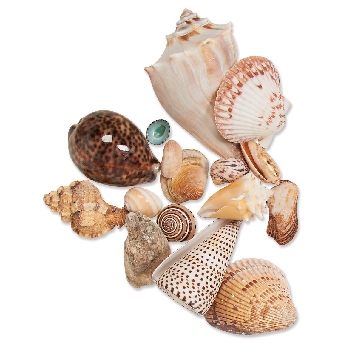 Shells with Matching Cards - Montessori Services