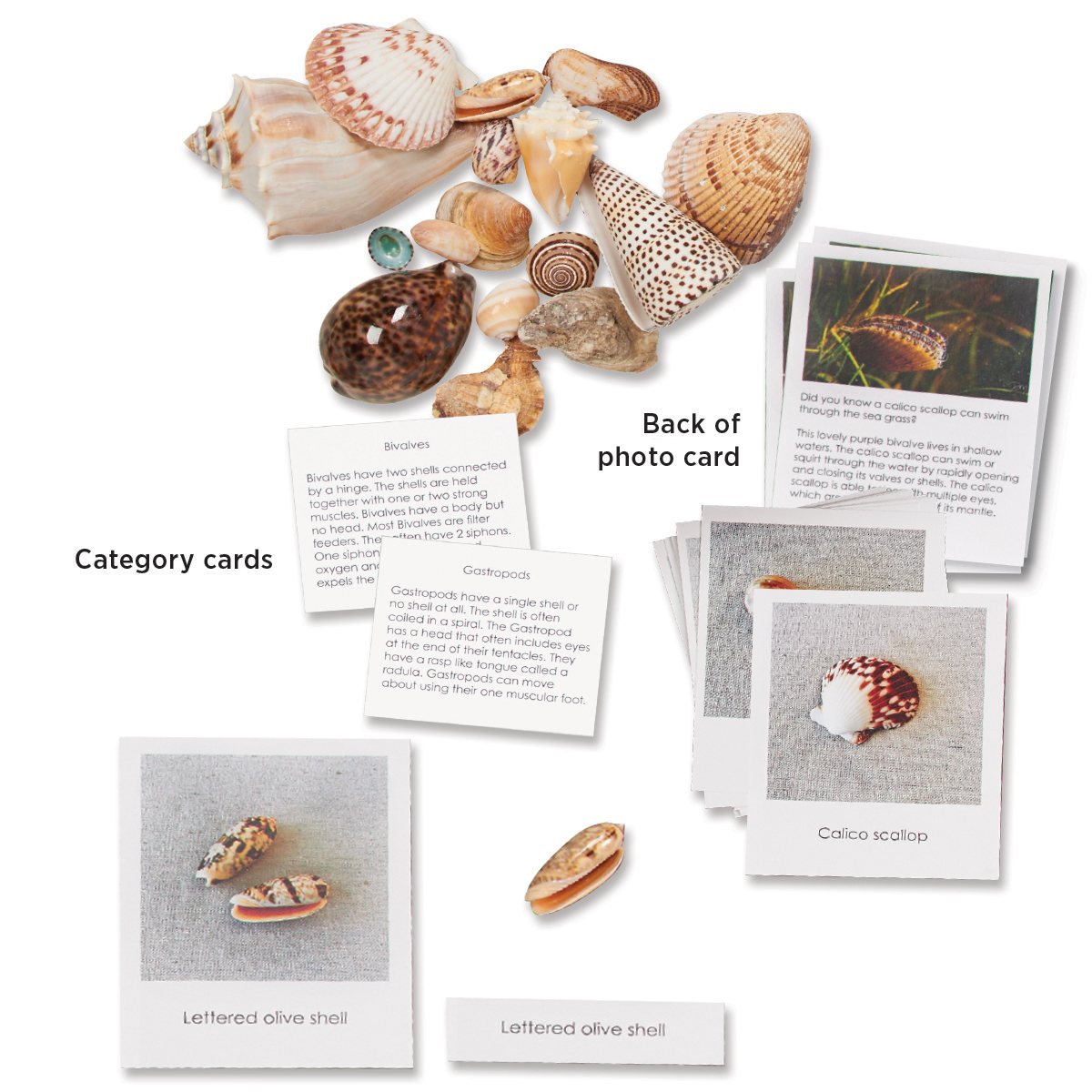 Shells with Matching Cards - Montessori Services