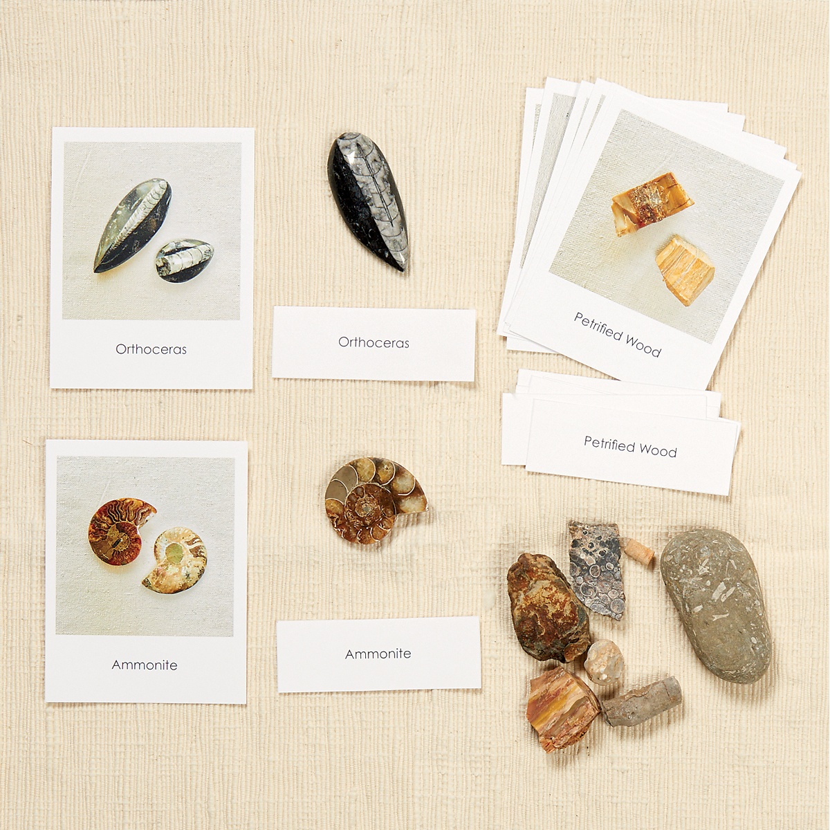 Fossils with Matching Cards - Montessori Services